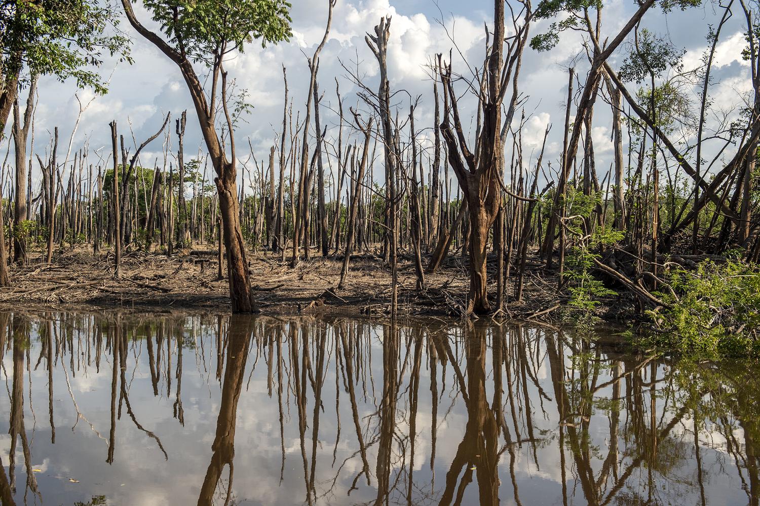 El peligroso vínculo entre destrucción de ecosistemas y enfermedades ...